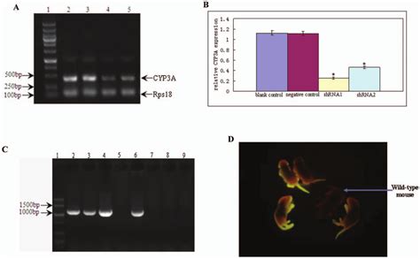 Shrna Knock Down Efficiency Test In Vitro And Transgenic Founder Mouse Download Scientific