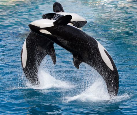 30 Beautiful Killer Whale Pictures And Hd Wallpapers