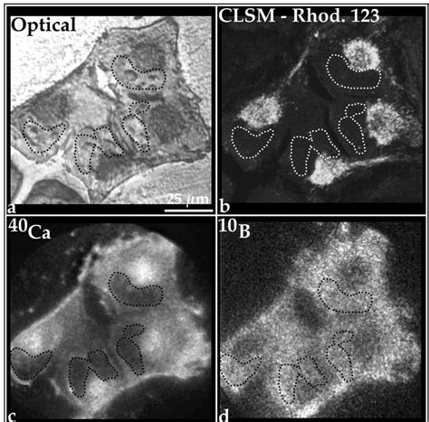 Correlative Optical Clsm And Sims Imaging Of T98g Human