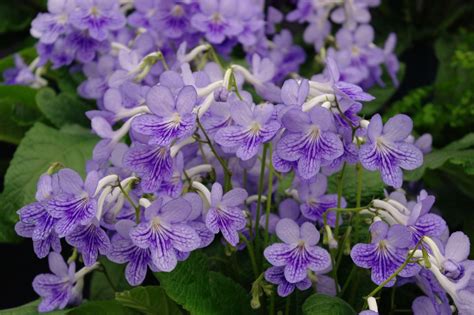 My Dream World Expressions Of Nature By Juniper Jungle