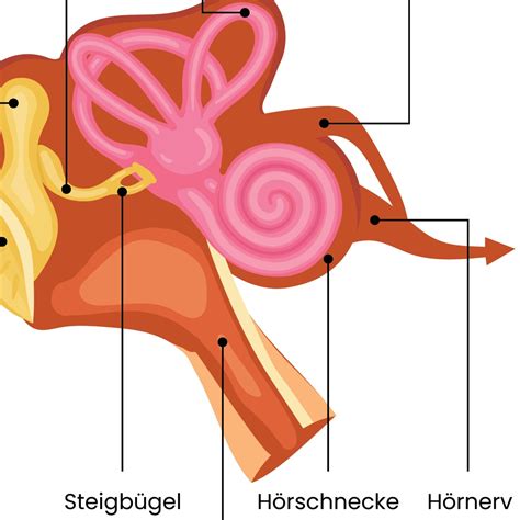 Das Gehör Wie Funktioniert Das Hören Aufbau Des Ohres