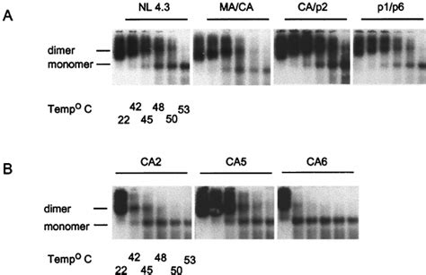 Effects Of Mutations Within The Primary Secondary And Late Cleavage