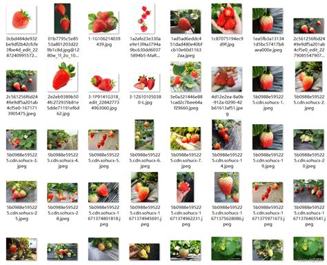 基于yolov5的草莓成熟度系统，支持图像、视频和摄像实时检测【pytorch框架、python】 Csdn博客