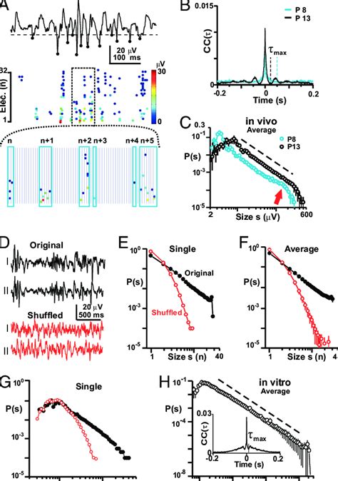 Nested And Oscillations Organize In The Form Of Neuronal Avalanches