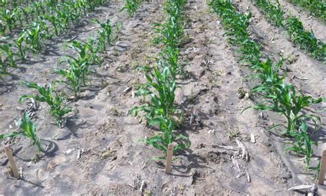 What Have We Learned From 30 Years Of Sweet Corn Seed Treatment Trials