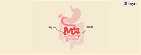 Difference Between Regional And Systemic Anatomy Explained In Detail Knya