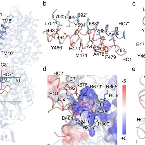 Ctd Dimerization Interface Of Sos1 A Overall Structure Of The Sos1 Download Scientific Diagram