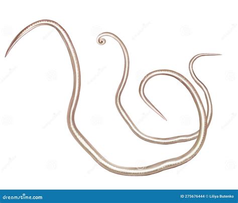 Ascaris Human Ascaris Lumbricoides Stock Illustration Illustration