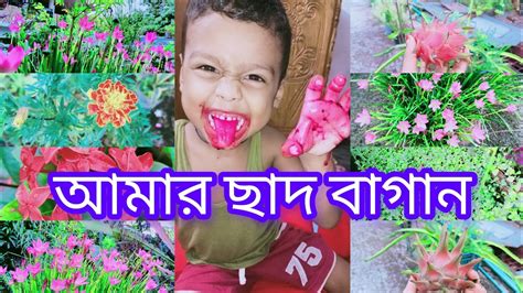 ছাদেই হবে প্রচুর ফুল ফল আর সবজি আপনারাও চাইলে এমন ছাদ বাগান করতে পারেন Vlog 9 Youtube