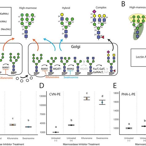 Inhibition Of N Glycan Biosynthesis In Breviolum Minutum Download Scientific Diagram