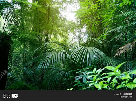 Rainforest Trees Canopy