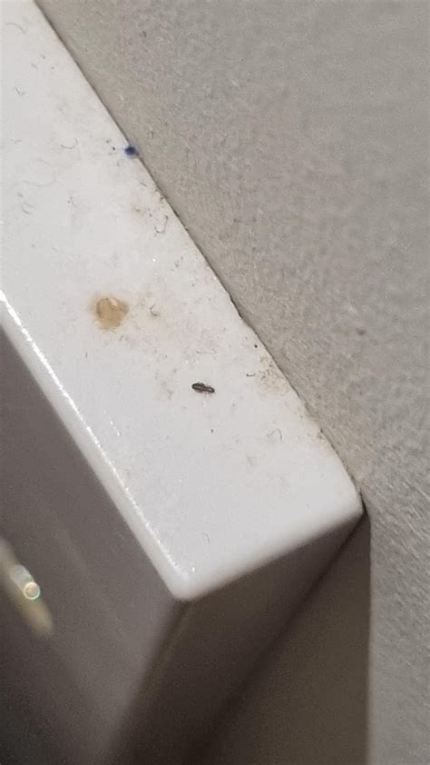 Bedbugs Or Something Else Rbedbugs Bedbugs Or Something Else Rbedbugs