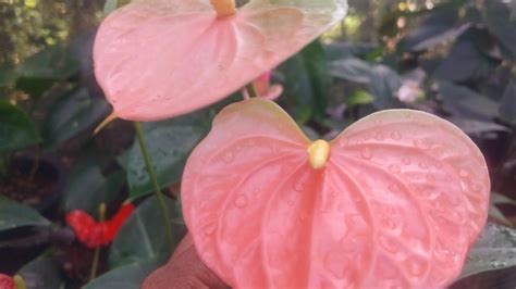 හැමෝම හොයන ලලනි එක්ක 🤍 පැකේජ් අංක 240 අමතන්න 0764051703 Youtube