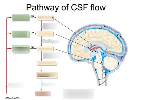 Flow Of Csf Lab Practical Iii Diagram Quizlet