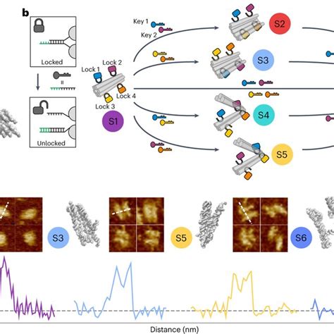 Design And Characterization Of The Dfsm A Three Dimensional All Atom Download Scientific