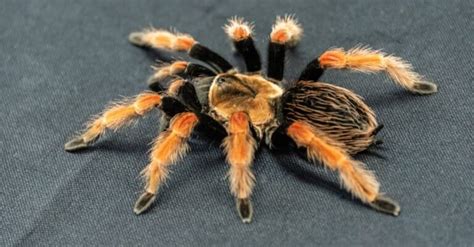 Red Knee Tarantula Animal Pictures A Z Animals