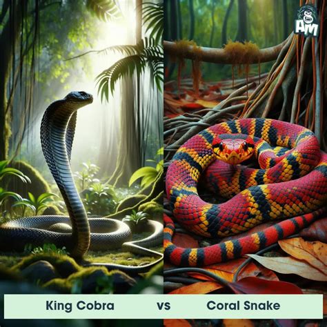 King Cobra Predator Prey Interactions Fights And Aggressive