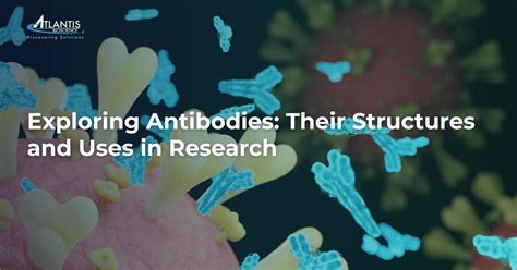 Exploring Antibodies Their Structure And Research Uses