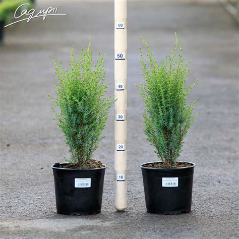 Ялівець звичайний Sentinel купити саджанці в Україні Сад мрії