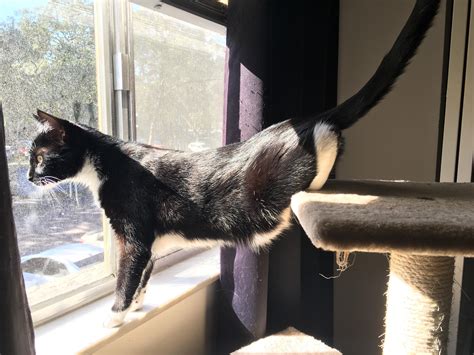 Hold My Nip While I Look At Something So Interesting That I Forget About Having Back Legs R