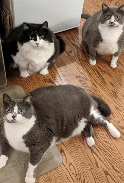 Mods Are Asleep Upvote Literal Fat Cats R Frugal Jerk