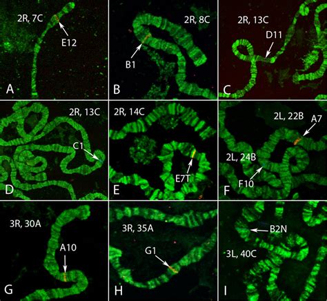 Figure 1 From An Integrated Chromosome Map Of Microsatellite Markers And Inversion Breakpoints