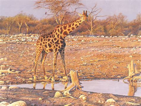 Eric Wilson Fine Art Paintings Of Africa And African Wildlife Original