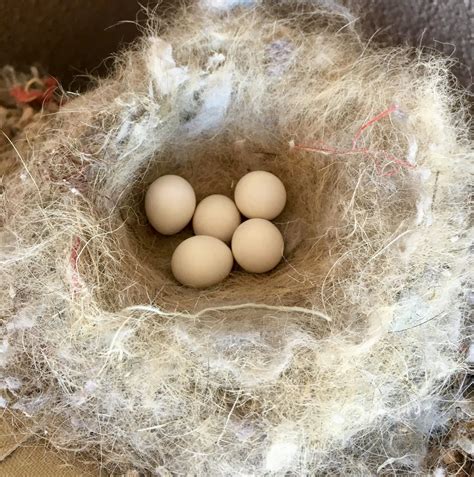Western Kingbird Nest