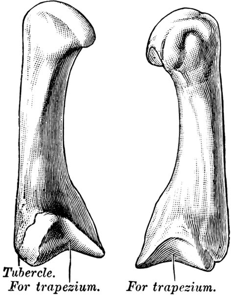 Metacarpal Clipart Etc