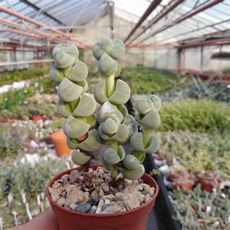 Crassula Arta Uhlig Kakteen Über 5000 Verschiedene Arten