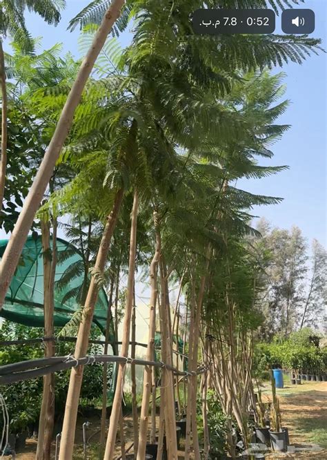 اشجار جاكرندا الطول من 3 م الى 7 متر وأحجام من 1 الى 4 بوصة موقع حراج