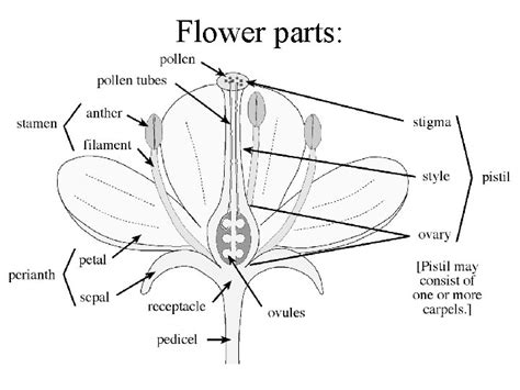 Flowering Plants Angiosperms Flowering Plants Angiosperms Largest Group
