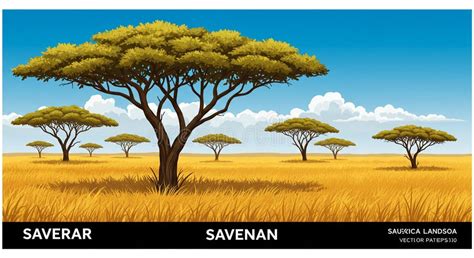 Acacia Trees Acacia Spp Populate An Expansive Savanna Landscape With