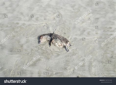 Marine Pollution Dead Penguin Over 6 Royalty Free Licensable Stock