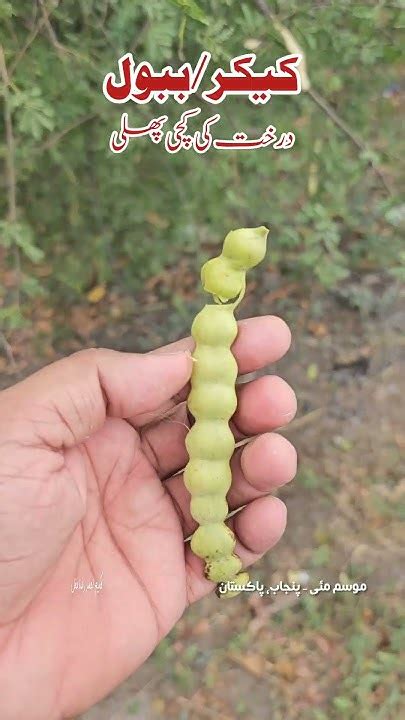 کیکر کی کچی پھلی موسم مئی پنجاب پاکستان Youtube