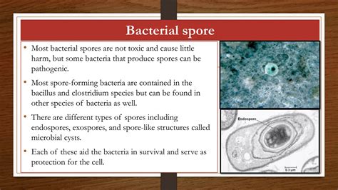 Bacteriology 5 Bacterial Spore Pdf