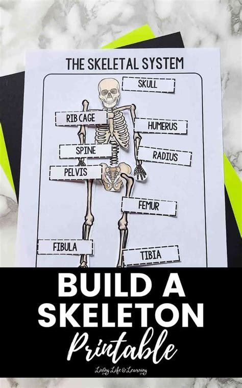 Build A Skeleton Printable