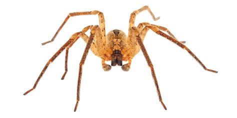 De Valse Wolfspin Kruipt Door De Lage Landen Maar Is Ie Tig