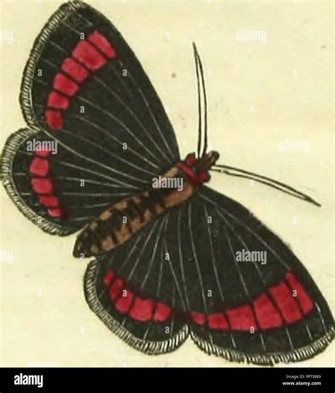 A Comprehensive Book On Butterflies Sphinx Moths And Other Moth