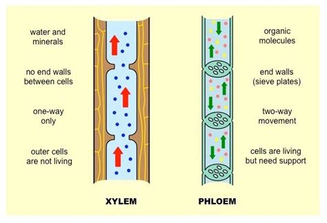 Xylem Cell