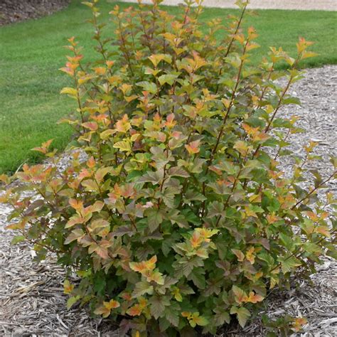 Amber Jubilee™ Ninebark Ship My Plants Shrubs Colorful Shrubs