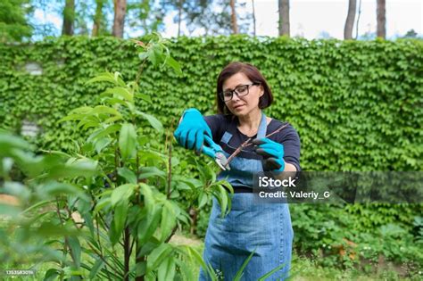 복숭아 나무에 마른 나뭇 가지의 봄 가지 치기를하고 정원 자두와 장갑에 여자 나뭇가지에 대한 스톡 사진 및 기타 이미지 나뭇가지 성년 여자 자르기 Istock