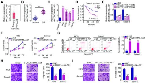 Long Noncoding Rna Dcst1 Antisense Rna 1 Ccdc144nl As1 Knockdown Download Scientific Diagram