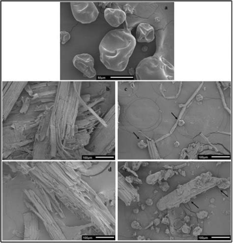Sem Images A Isolated Soybean Protein Se After Enzymatic Hydrolysis B Download Scientific Sem Images A Isolated Soybean Protein Se After Enzymatic Hydrolysis B Download Scientific