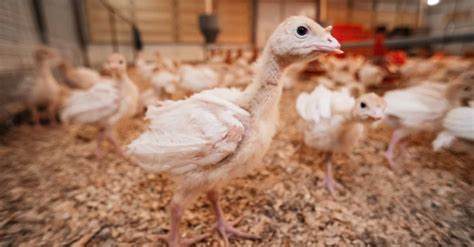 What Color Is A Female Turkeys Head At Joshua Chafin Blog