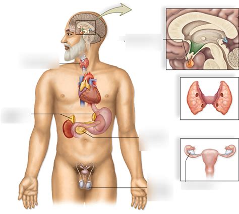 Endocrine Diagram Quizlet
