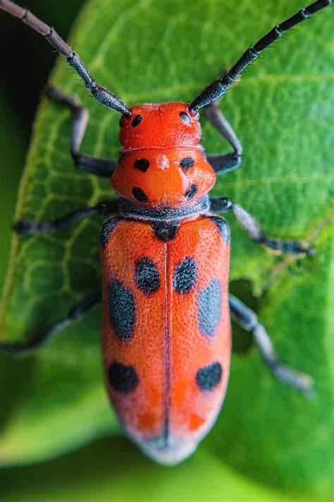 Milkweed Longhorn Beetle Red Milkweed Beetles Emerging And Mating