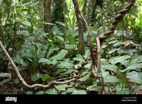 Vine Rainforest Plant At Steven Robbins Blog