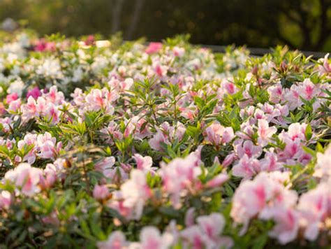Taipei Azalea Festival Taipei Travel