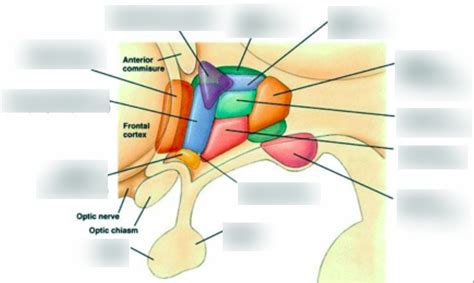 Nuclei Of The Pituitary Diagram Quizlet